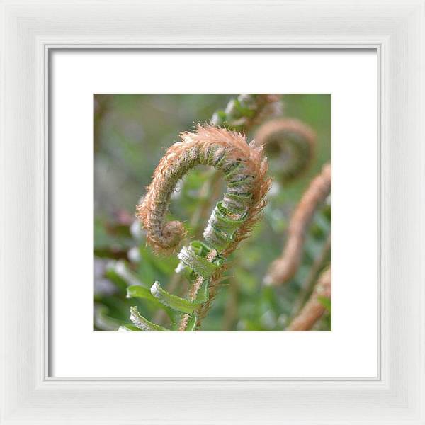 Framed Prints | Natural Linens